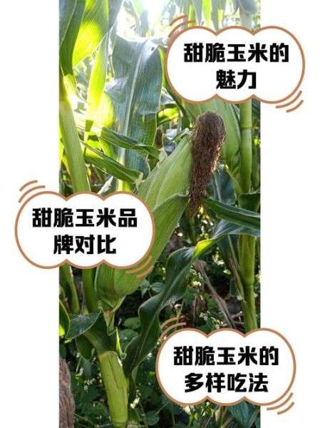 广东甜玉米是转基因吗_甜玉米安全吗-第3张图片-山城妙识 广东甜玉米是转基因吗_甜玉米安全吗-第3张图片-山城妙识