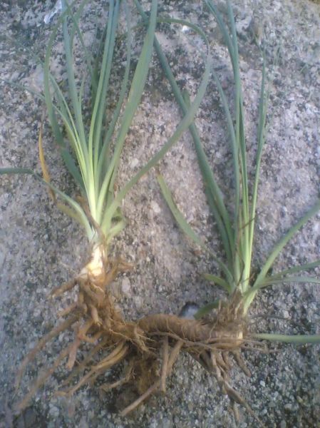 知母长什么样_知母图片怎么辨别真假-第2张图片-山城妙识