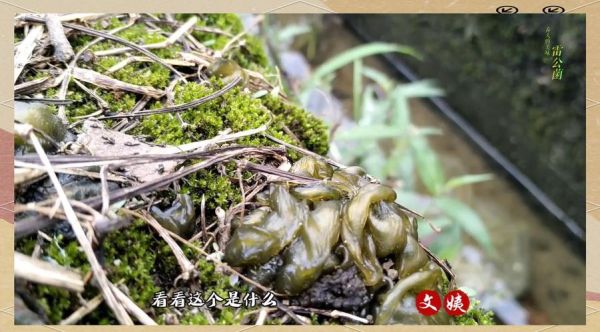 地皮菜怎么清洗干净_地皮菜清洗技巧-第2张图片-山城妙识 地皮菜怎么清洗干净_地皮菜清洗技巧-第2张图片-山城妙识