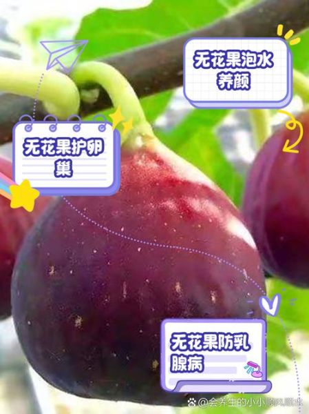 无花果能减肥吗_无花果的营养价值有哪些-第3张图片-山城妙识 无花果能减肥吗_无花果的营养价值有哪些-第3张图片-山城妙识