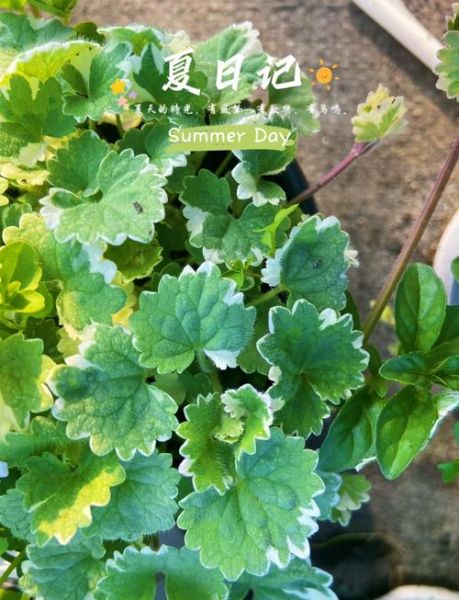 哪些薄荷不能吃_有毒薄荷品种图片-第3张图片-山城妙识 哪些薄荷不能吃_有毒薄荷品种图片-第3张图片-山城妙识