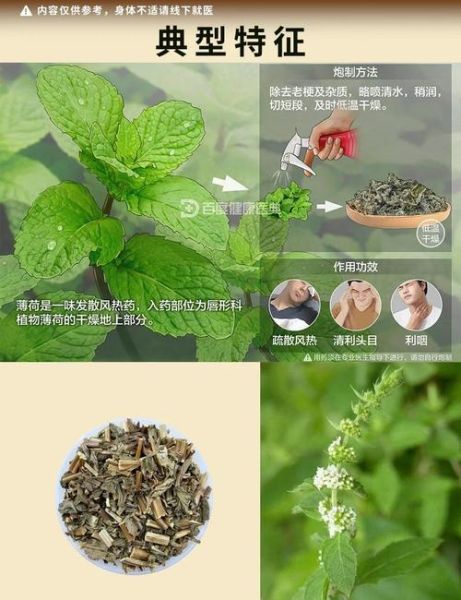哪些薄荷不能吃_有毒薄荷品种图片-第1张图片-山城妙识 哪些薄荷不能吃_有毒薄荷品种图片-第1张图片-山城妙识