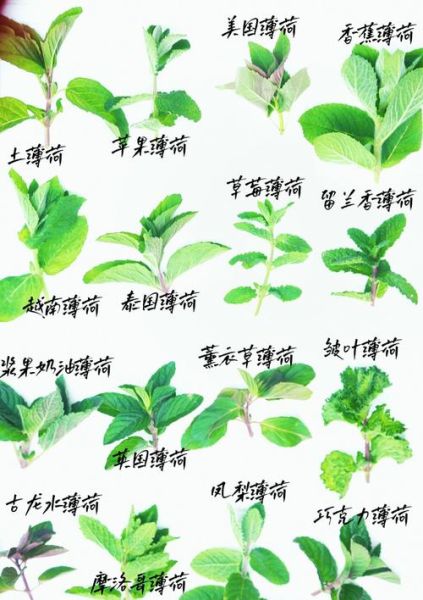 哪些薄荷不能吃_有毒薄荷品种图片-第2张图片-山城妙识 哪些薄荷不能吃_有毒薄荷品种图片-第2张图片-山城妙识