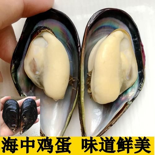 淡菜是什么菜_淡菜和青口贝的区别-第3张图片-山城妙识 淡菜是什么菜_淡菜和青口贝的区别-第3张图片-山城妙识