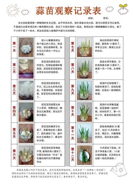 大蒜生长五个阶段照片_如何识别每个阶段-第2张图片-山城妙识 大蒜生长五个阶段照片_如何识别每个阶段-第2张图片-山城妙识