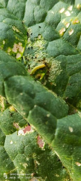 甜菜夜蛾怎么防治_甜菜夜蛾危害症状-第1张图片-山城妙识 甜菜夜蛾怎么防治_甜菜夜蛾危害症状-第1张图片-山城妙识