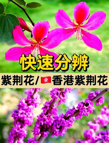 羊蹄甲和洋紫荆的区别_如何一眼分辨-第2张图片-山城妙识 羊蹄甲和洋紫荆的区别_如何一眼分辨-第2张图片-山城妙识