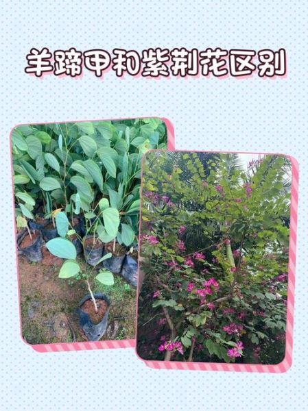 羊蹄甲和洋紫荆的区别_如何一眼分辨-第1张图片-山城妙识 羊蹄甲和洋紫荆的区别_如何一眼分辨-第1张图片-山城妙识