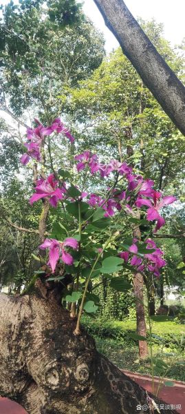 羊蹄甲和洋紫荆的区别_如何一眼分辨-第3张图片-山城妙识 羊蹄甲和洋紫荆的区别_如何一眼分辨-第3张图片-山城妙识