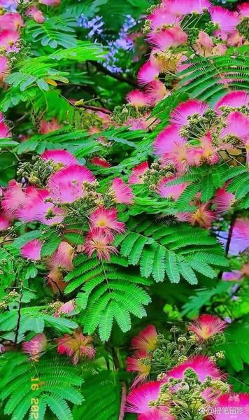 合欢花助眠效果怎么样_合欢花禁忌人群有哪些-第2张图片-山城妙识 合欢花助眠效果怎么样_合欢花禁忌人群有哪些-第2张图片-山城妙识