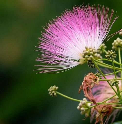合欢花助眠效果怎么样_合欢花禁忌人群有哪些-第1张图片-山城妙识 合欢花助眠效果怎么样_合欢花禁忌人群有哪些-第1张图片-山城妙识