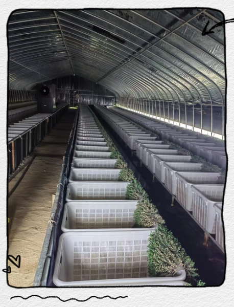 室内养黄鳝技术与设备_室内养黄鳝需要哪些设备-第1张图片-山城妙识 室内养黄鳝技术与设备_室内养黄鳝需要哪些设备-第1张图片-山城妙识