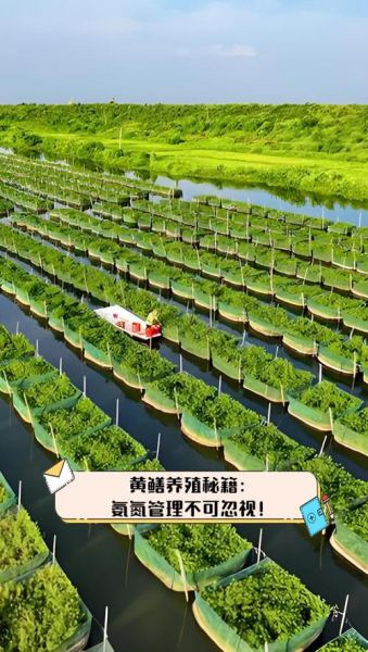 室内养黄鳝技术与设备_室内养黄鳝需要哪些设备-第3张图片-山城妙识 室内养黄鳝技术与设备_室内养黄鳝需要哪些设备-第3张图片-山城妙识