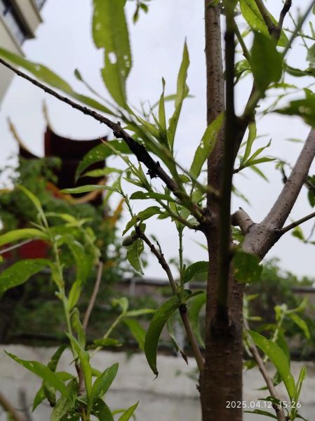 桃树怎么种植_桃树几年结果-第3张图片-山城妙识 桃树怎么种植_桃树几年结果-第3张图片-山城妙识