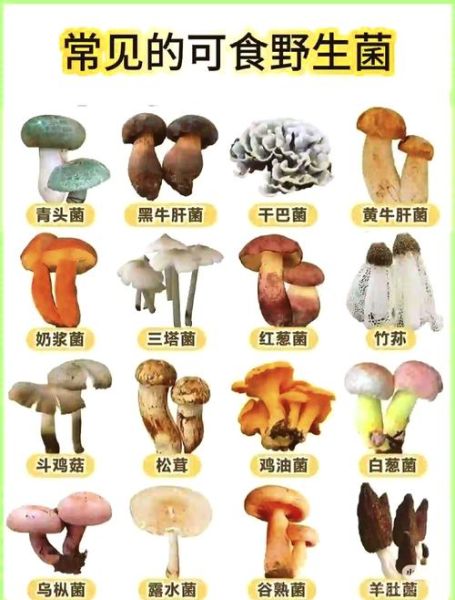 蘑菇种类大全_如何识别可食用蘑菇-第1张图片-山城妙识