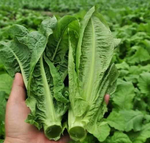 油麦菜和莴笋的区别_哪个营养价值更高-第3张图片-山城妙识 油麦菜和莴笋的区别_哪个营养价值更高-第3张图片-山城妙识