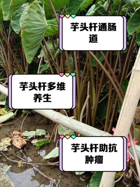 芋头叶子杆的功效与作用_芋头叶子杆怎么吃-第1张图片-山城妙识