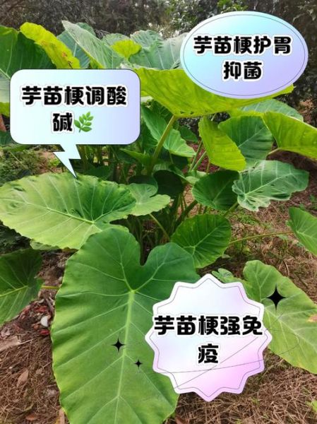芋头叶子杆的功效与作用_芋头叶子杆怎么吃-第2张图片-山城妙识