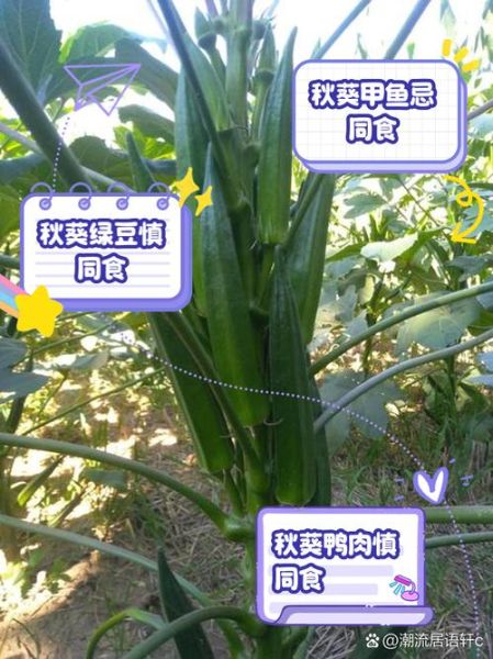 秋葵什么人不能吃_秋葵不能和什么一起吃-第1张图片-山城妙识 秋葵什么人不能吃_秋葵不能和什么一起吃-第1张图片-山城妙识