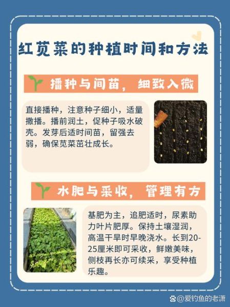 苋菜红的好还是绿的好_营养区别与选购技巧-第2张图片-山城妙识 苋菜红的好还是绿的好_营养区别与选购技巧-第2张图片-山城妙识