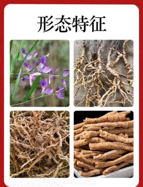 远志和什么搭配治失眠最好_远志配什么安神助眠-第1张图片-山城妙识 远志和什么搭配治失眠最好_远志配什么安神助眠-第1张图片-山城妙识