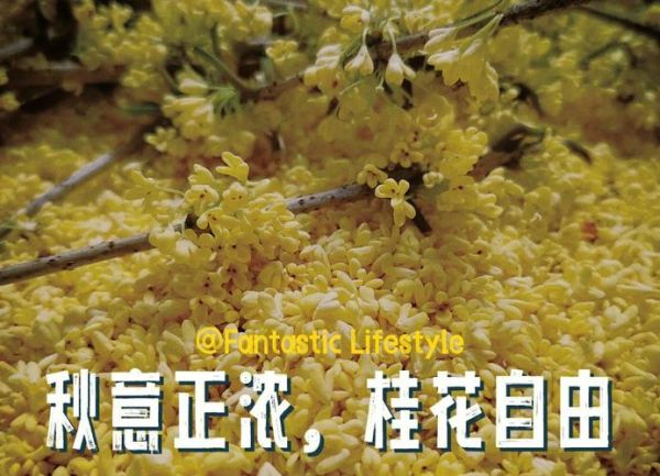 桂花怎么晒干不变色_桂花晒干不变色的方法-第1张图片-山城妙识 桂花怎么晒干不变色_桂花晒干不变色的方法-第1张图片-山城妙识