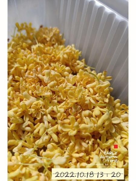 桂花怎么晒干不变色_桂花晒干不变色的方法-第2张图片-山城妙识 桂花怎么晒干不变色_桂花晒干不变色的方法-第2张图片-山城妙识