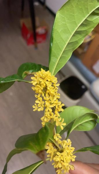 桂花怎么晒干不变色_桂花晒干不变色的方法-第3张图片-山城妙识 桂花怎么晒干不变色_桂花晒干不变色的方法-第3张图片-山城妙识