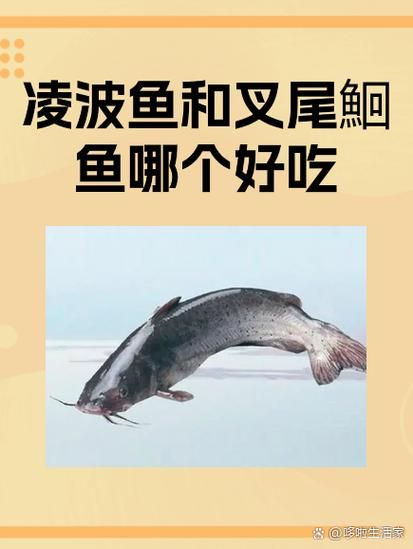 白鮰鱼和黑鮰鱼哪个贵_价格差异原因-第1张图片-山城妙识