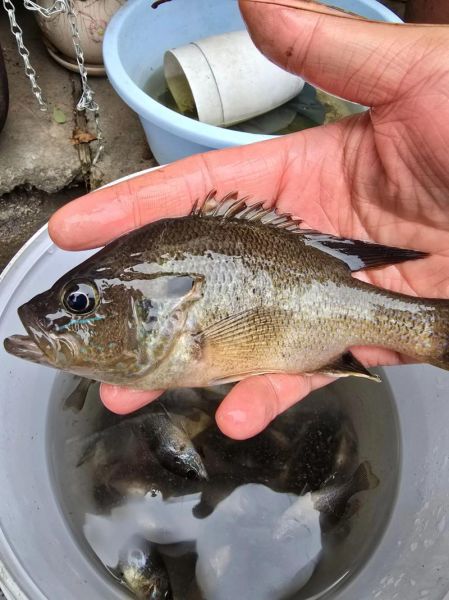 太阳鱼和鲈鱼哪个营养价值高_太阳鱼和鲈鱼营养区别-第3张图片-山城妙识