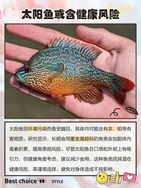 太阳鱼和鲈鱼哪个营养价值高_太阳鱼和鲈鱼营养区别-第2张图片-山城妙识