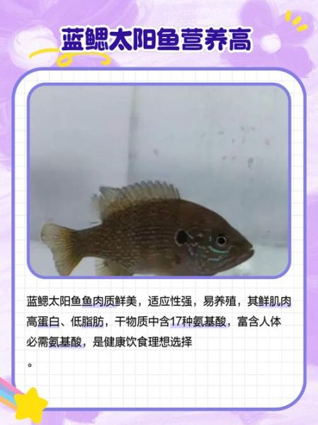 太阳鱼和鲈鱼哪个营养价值高_太阳鱼和鲈鱼营养区别-第1张图片-山城妙识