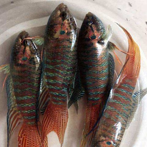 墨斗鱼怎么赚钱_墨斗鱼新手必看-第1张图片-山城妙识