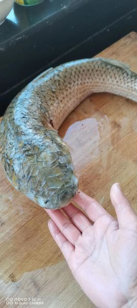 梭鱼怎么做好吃_家常红烧梭鱼做法-第3张图片-山城妙识