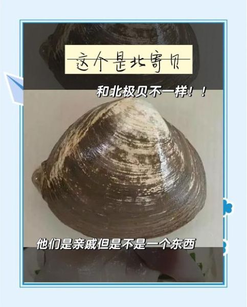 北极贝是什么东西_北极贝和北极贝柱的区别-第1张图片-山城妙识 北极贝是什么东西_北极贝和北极贝柱的区别-第1张图片-山城妙识