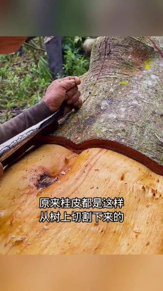 桂皮树能扒几次皮_桂皮树几年可以剥皮一次-第1张图片-山城妙识