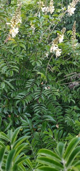 牛大力图片_牛大力长什么样-第1张图片-山城妙识 牛大力图片_牛大力长什么样-第1张图片-山城妙识