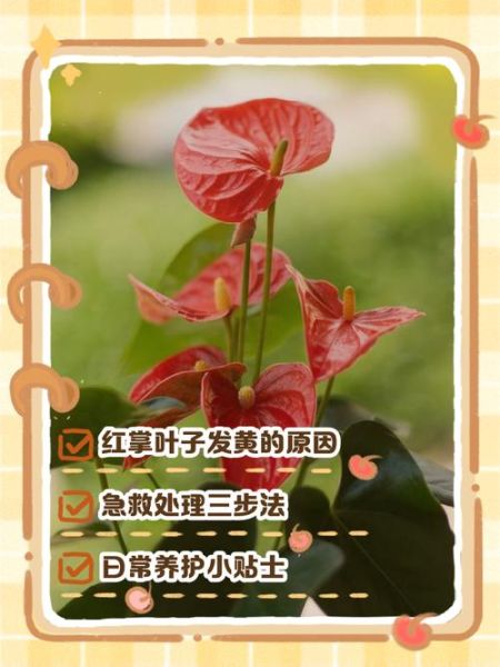 红掌怎么养_红掌叶子发黄怎么办-第1张图片-山城妙识 红掌怎么养_红掌叶子发黄怎么办-第1张图片-山城妙识