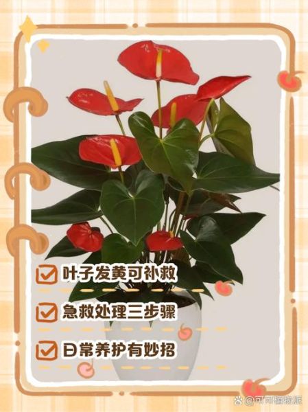 红掌怎么养_红掌叶子发黄怎么办-第2张图片-山城妙识 红掌怎么养_红掌叶子发黄怎么办-第2张图片-山城妙识