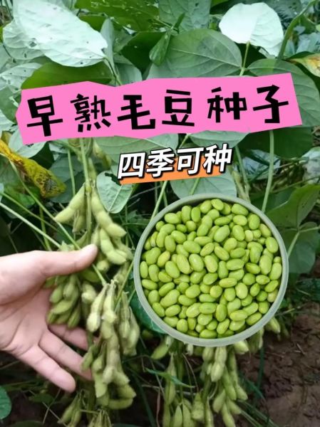 毛豆的营养价值_毛豆的功效与作用有哪些-第3张图片-山城妙识 毛豆的营养价值_毛豆的功效与作用有哪些-第3张图片-山城妙识