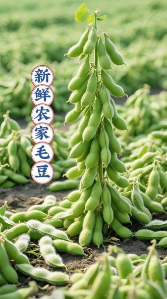 毛豆的营养价值_毛豆的功效与作用有哪些-第1张图片-山城妙识 毛豆的营养价值_毛豆的功效与作用有哪些-第1张图片-山城妙识