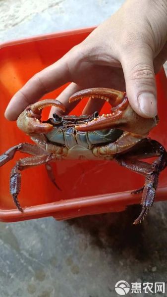 野生山螃蟹多少钱一斤_哪里能买到正宗货-第2张图片-山城妙识