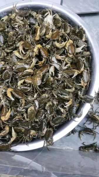 野生山螃蟹多少钱一斤_哪里能买到正宗货-第3张图片-山城妙识