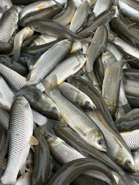 常见鱼苗图片大全_如何分辨不同品种-第2张图片-山城妙识