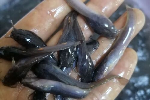 常见鱼苗图片大全_如何分辨不同品种-第3张图片-山城妙识