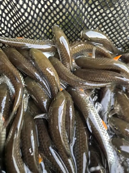 常见鱼苗图片大全_如何分辨不同品种-第1张图片-山城妙识