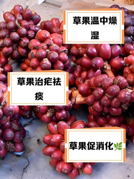 草果的功效与作用用量_草果一天吃多少克合适-第3张图片-山城妙识 草果的功效与作用用量_草果一天吃多少克合适-第3张图片-山城妙识