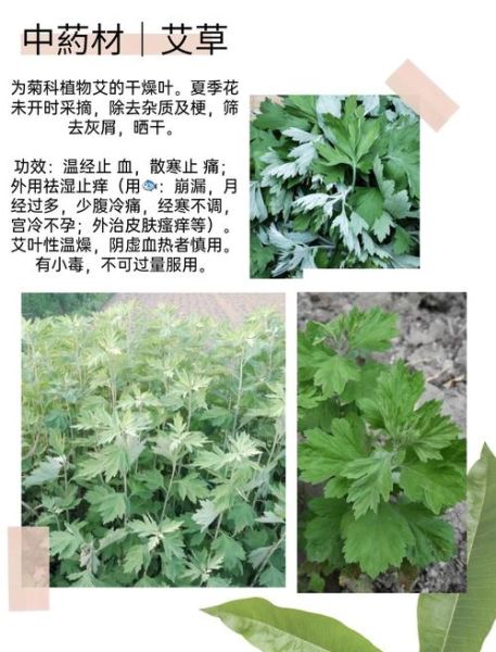 艾叶的功效与作用_艾叶的禁忌症及副作用-第1张图片-山城妙识 艾叶的功效与作用_艾叶的禁忌症及副作用-第1张图片-山城妙识