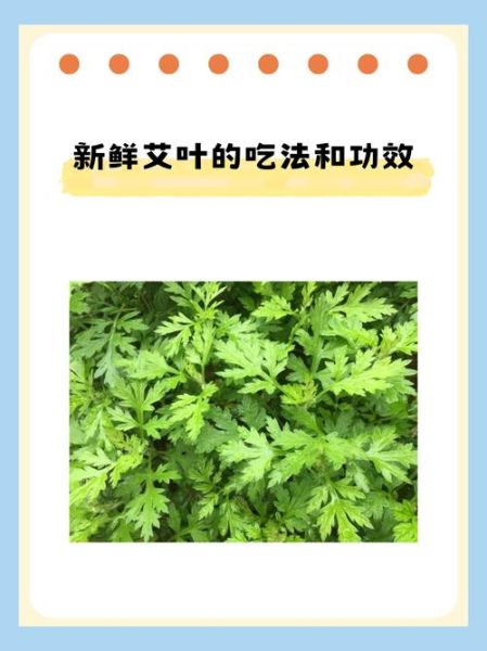 艾叶的功效与作用_艾叶的禁忌症及副作用-第3张图片-山城妙识 艾叶的功效与作用_艾叶的禁忌症及副作用-第3张图片-山城妙识