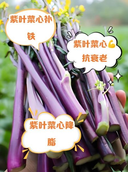 紫菜的功效与作用_紫菜不能和什么一起吃-第3张图片-山城妙识